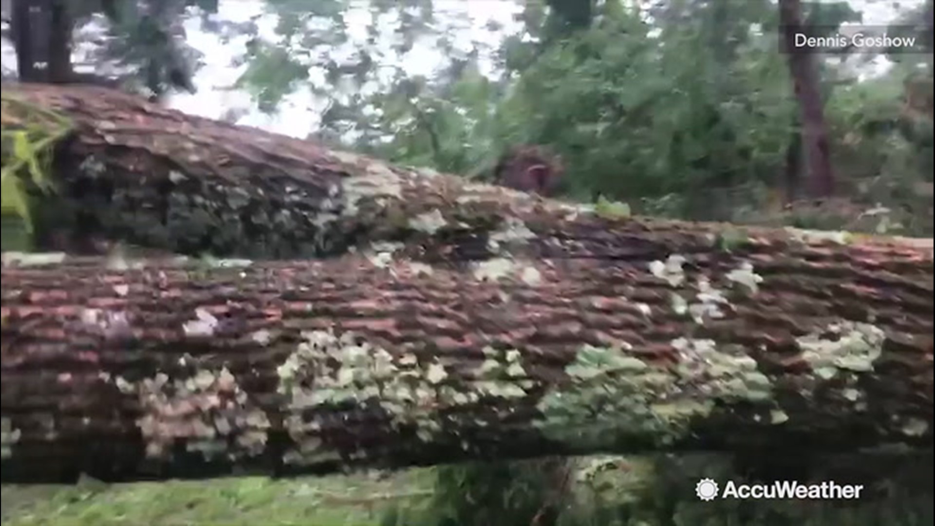 Multiple large trees uprooted by tornado in backyard | ktvb.com