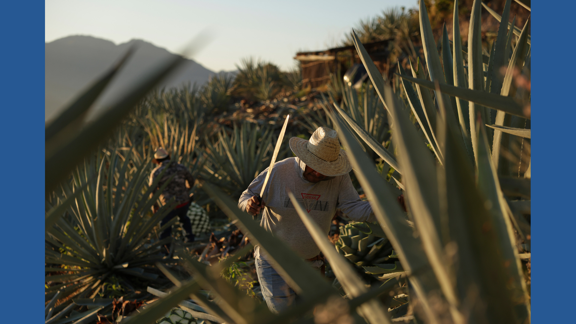 Mezcal's popularity is booming in the US. That comes with a growing ...