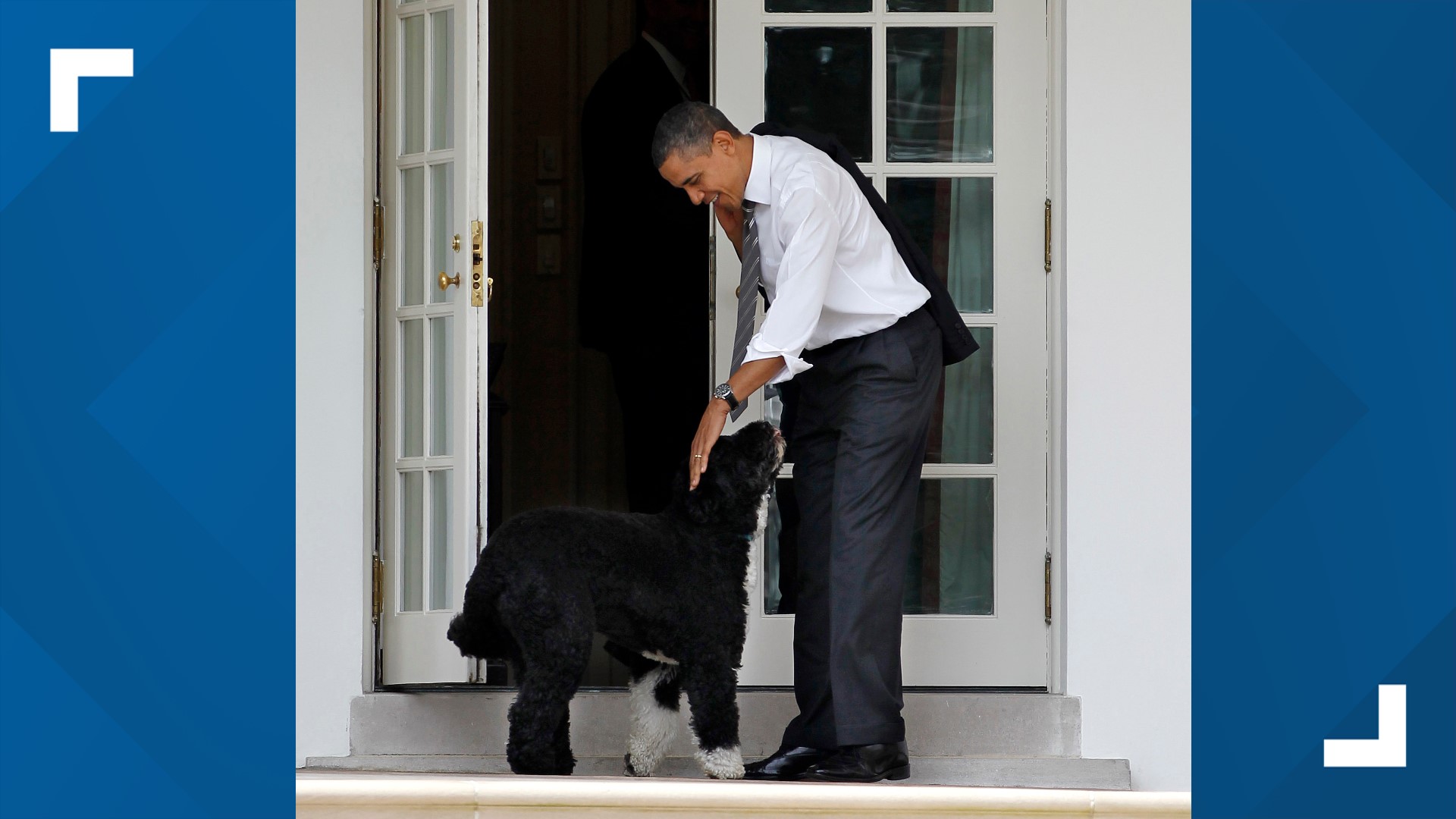 Obama's family dog Bo dies | ktvb.com