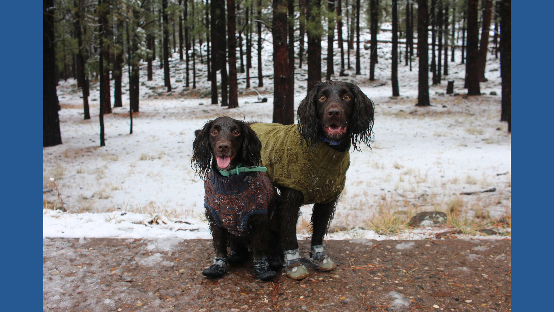 How cold is too cold for your dog? | ktvb.com