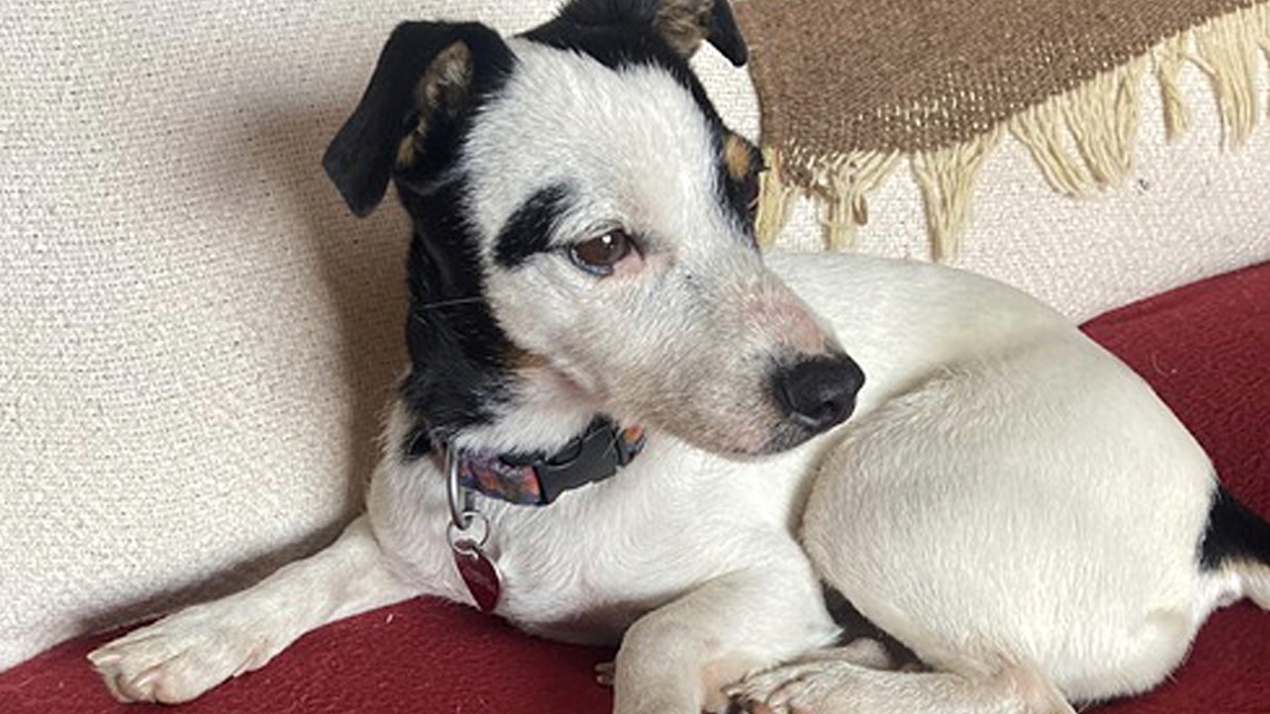 Dog survives 10 weeks besides dead owner: Family provides update | ktvb.com