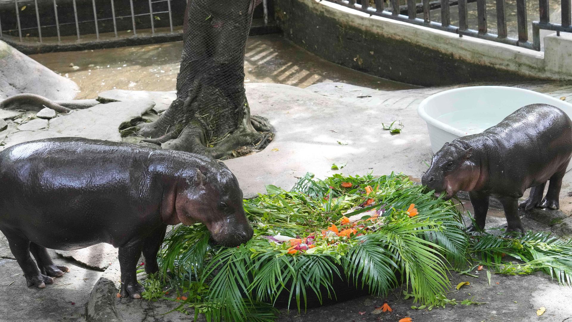 Baby hippo Moo Deng turns 1 as fans flock to celebrate | ktvb.com