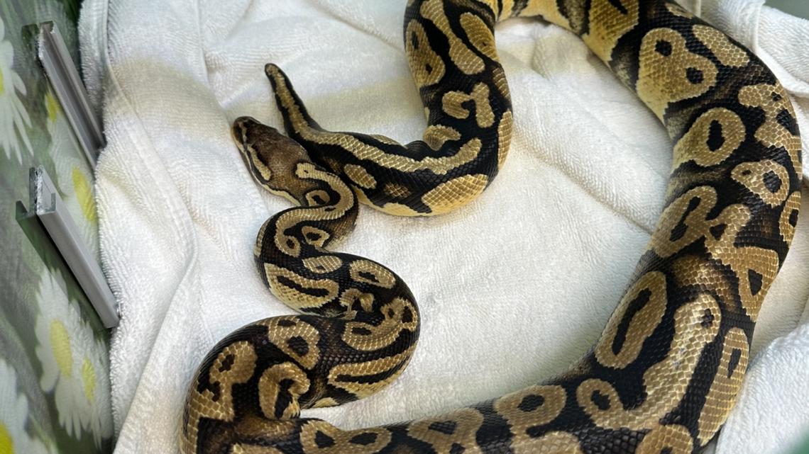 Python found at In-N-Out drive-thru in Southern California | ktvb.com