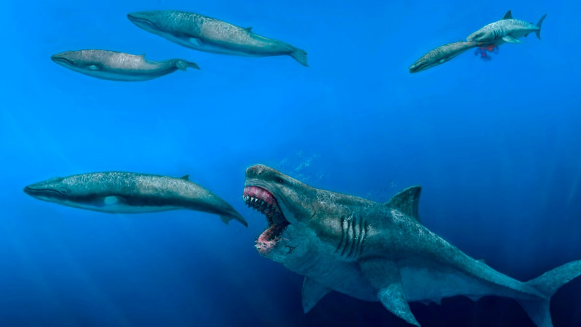 Megalodon had 6-foot jaw, weighed 70 tons, scientists say | ktvb.com