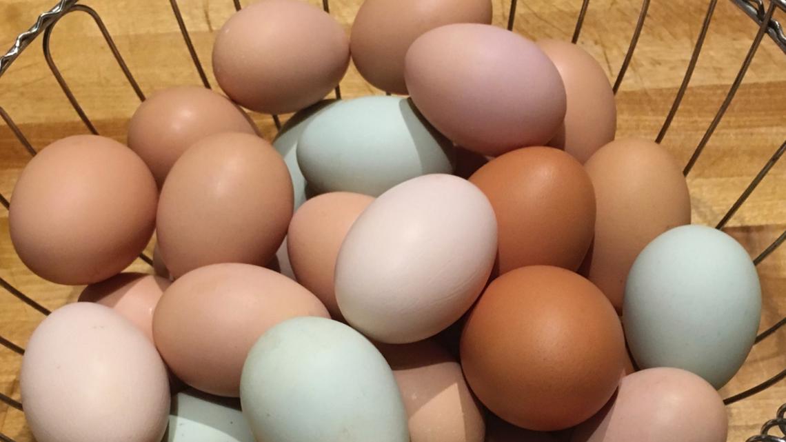 Egg prices are piquing interest in backyard chickens. Here's what to ...