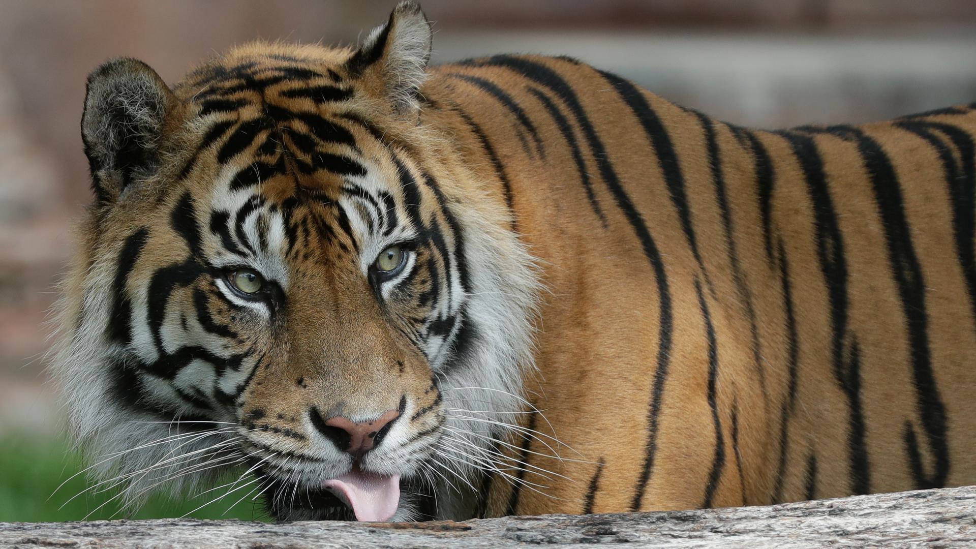 Tiger kills handler in 'accident' at Oklahoma preserve | ktvb.com
