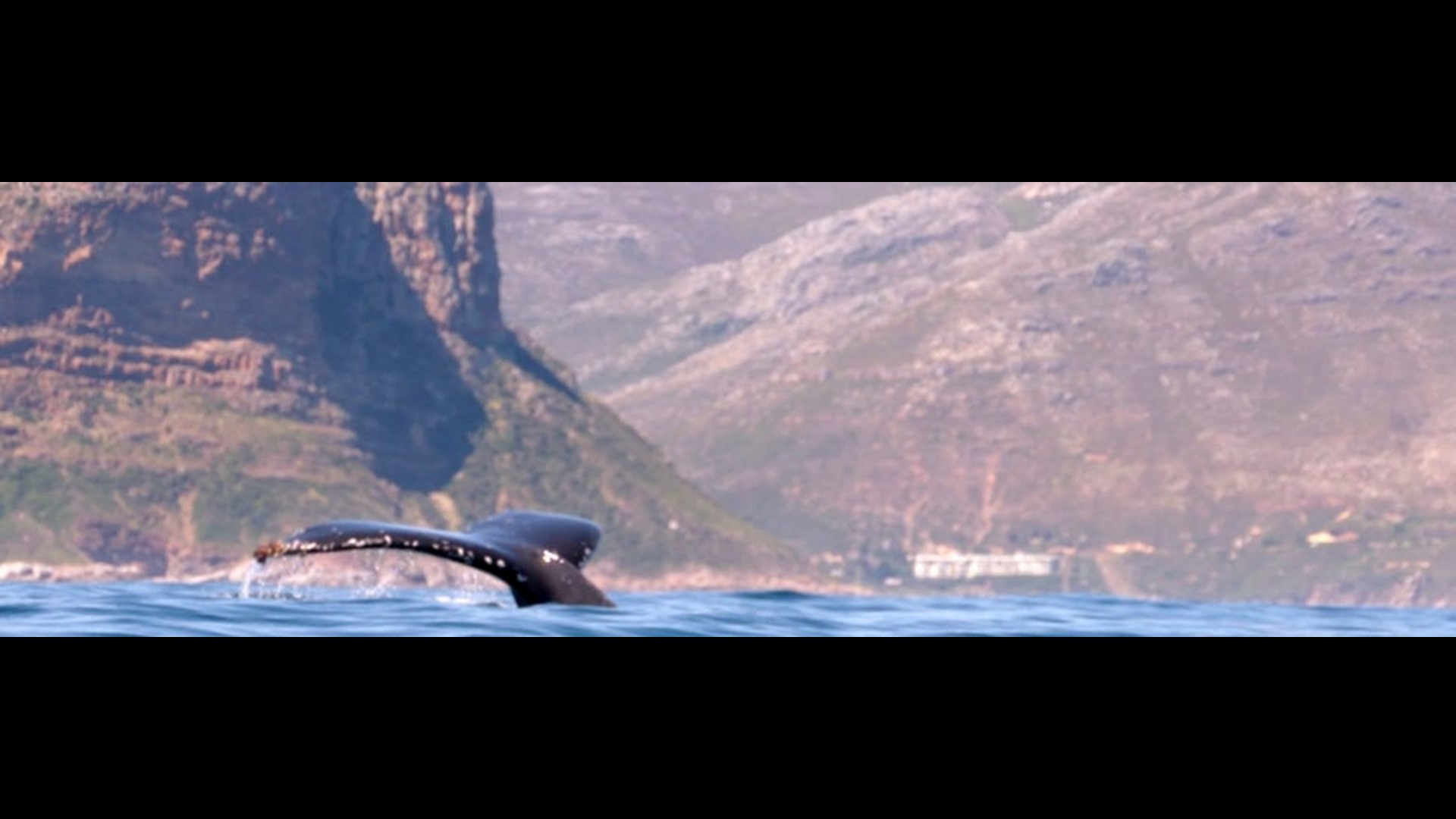 SharkFest: How to Watch the Annual National Geographic Event on Disney ...
