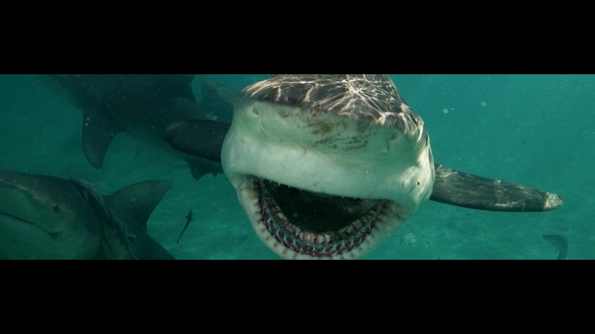 SharkFest: How to Watch the Annual National Geographic Event on Disney ...
