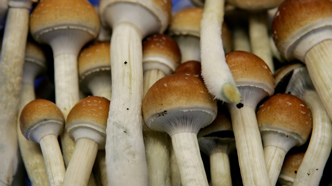 Shrooms, also called 'Magic Mushrooms', are decriminalized in Denver ...