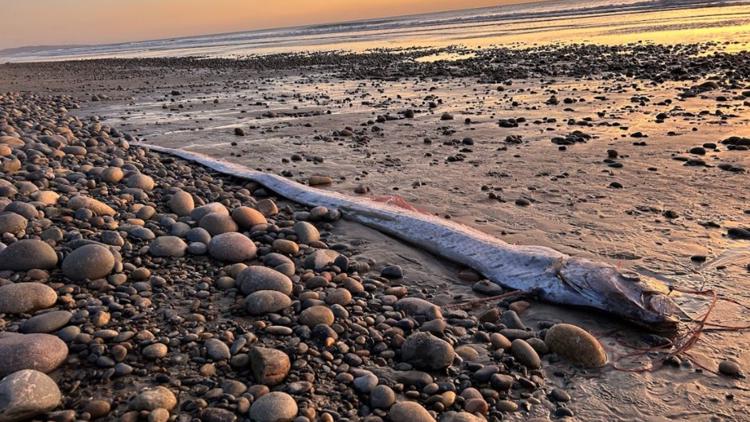 Rare deep-sea oarfish washes up on San Diego beach | ktvb.com