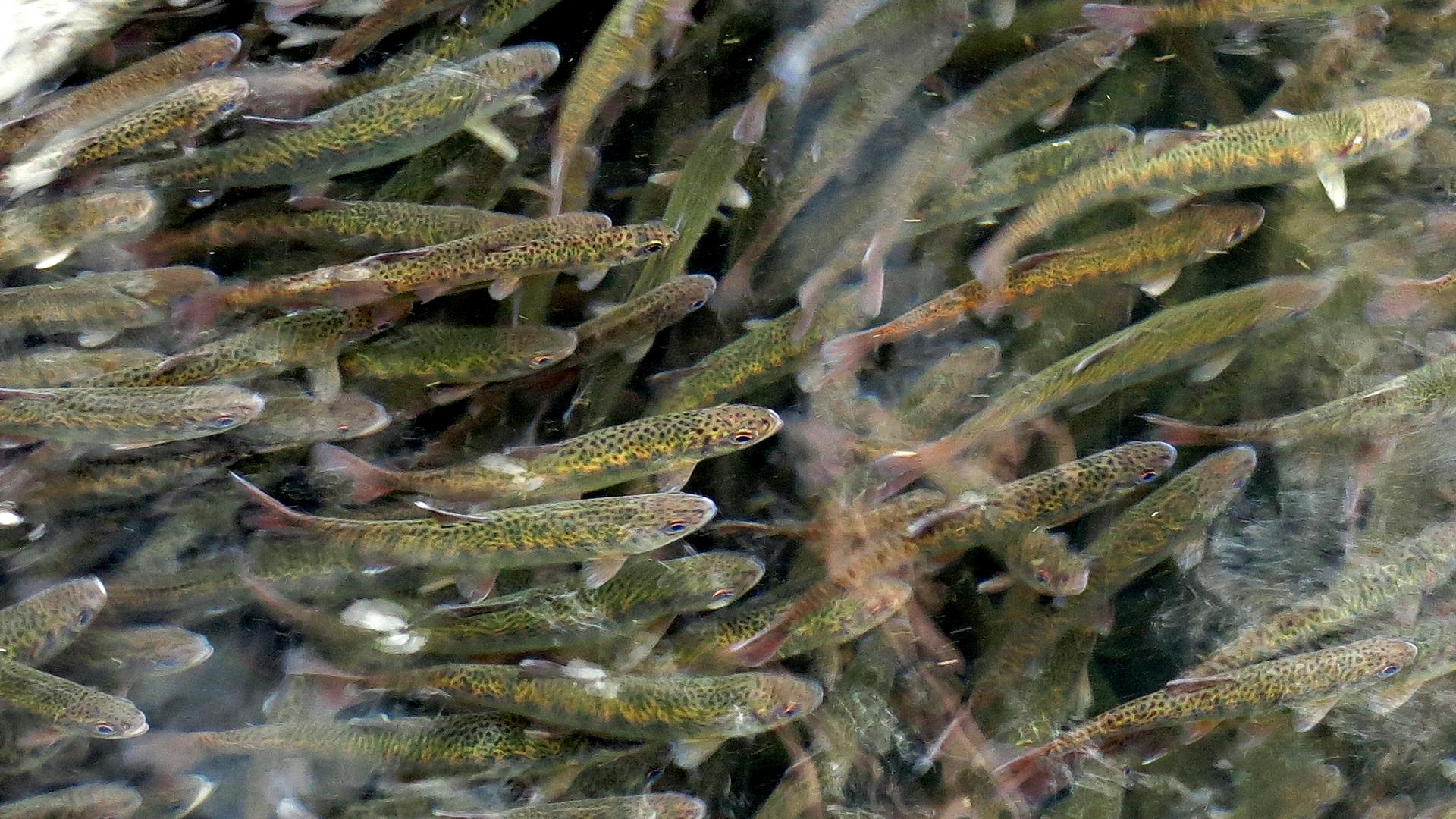 Regional | Boise, Idaho | KTVB.COM | ktvb.com