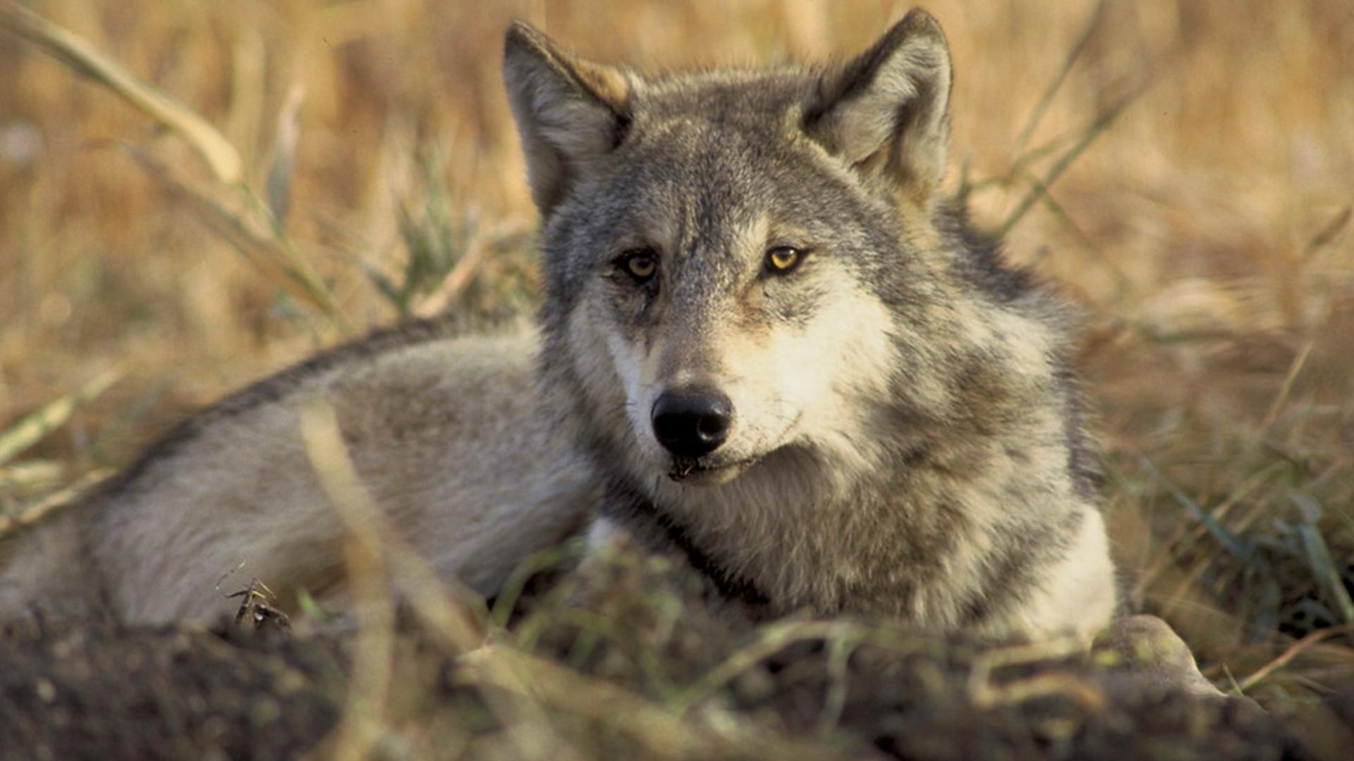 Endangered gray wolf killed in Oregon; $10,000 reward offered for ...