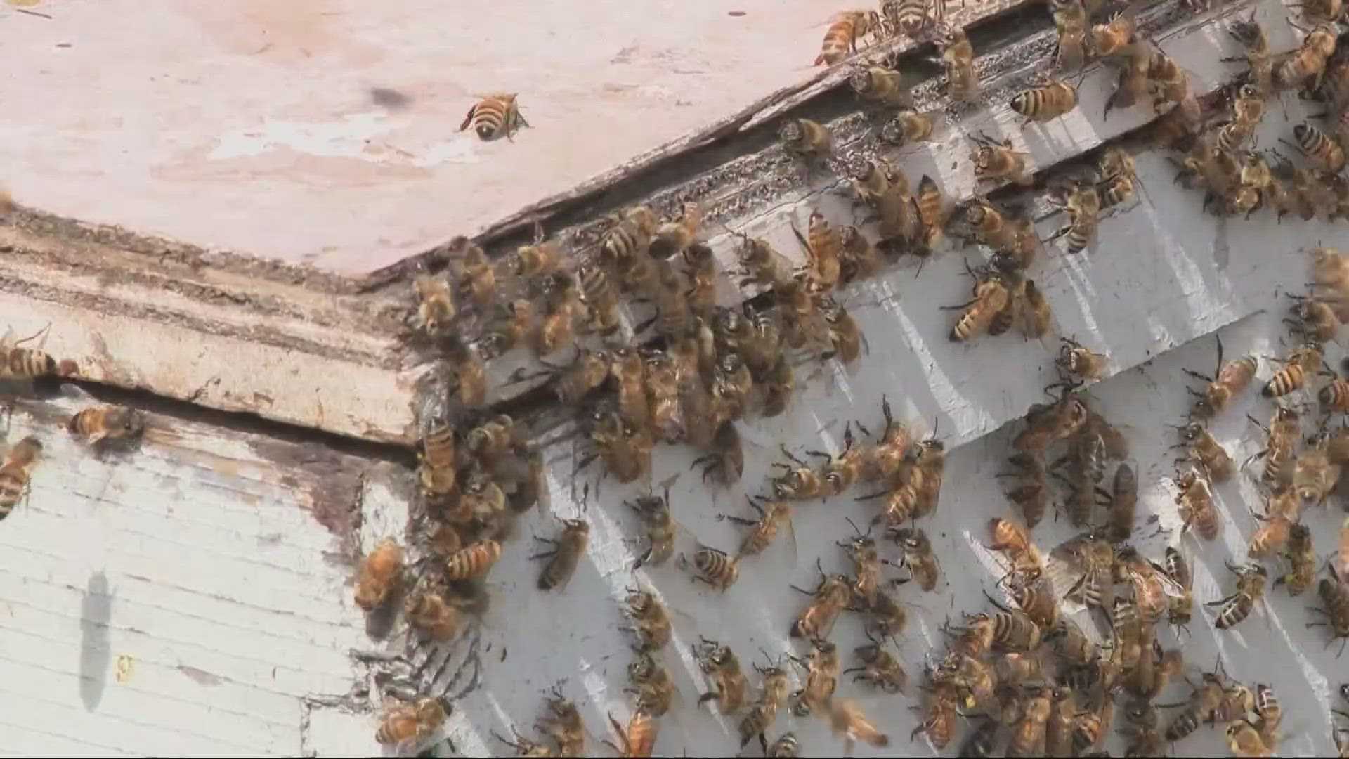 Oregon beekeeping industry struggles with massive colony losses | ktvb.com