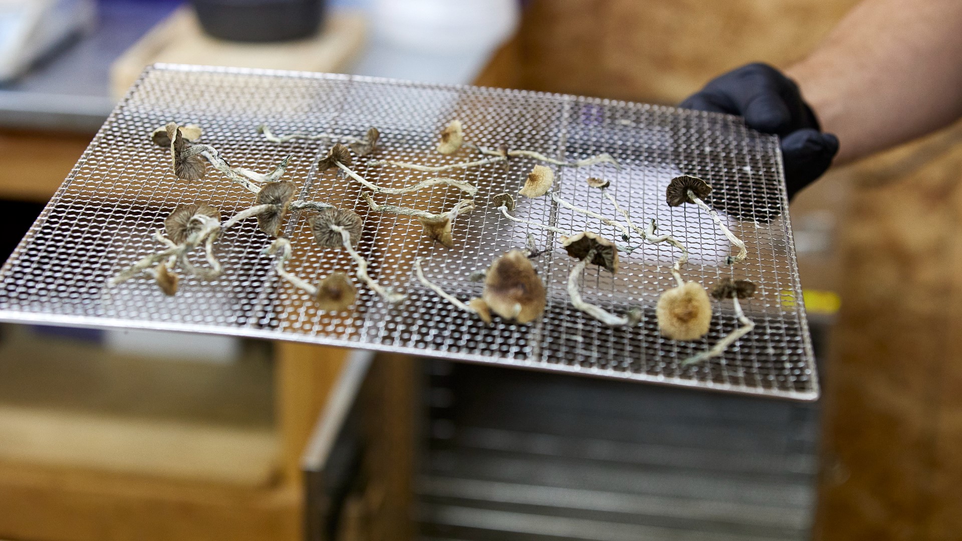 Thousands sign up as Oregon's novel psilocybin experiment begins | ktvb.com