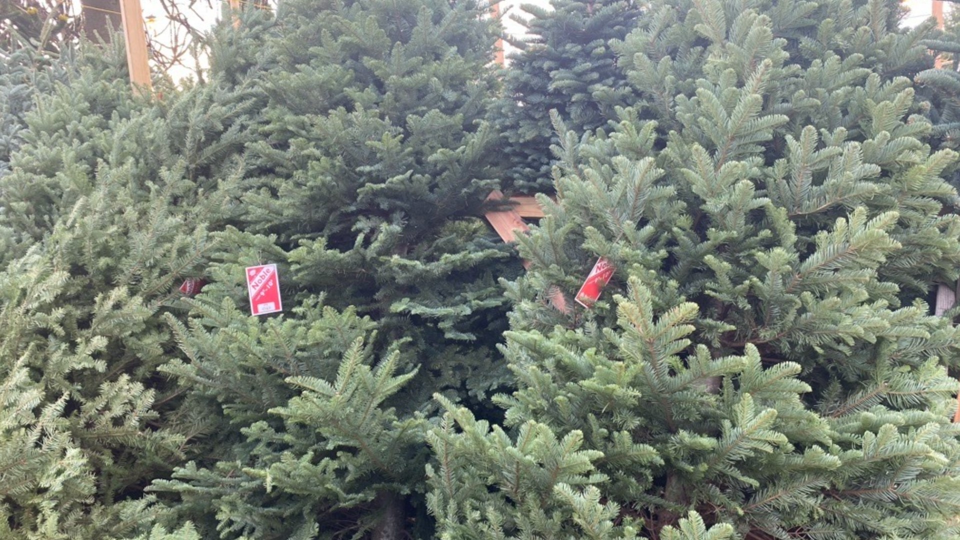 Video shows fireball flying across sky in Idaho, Montana | ktvb.com