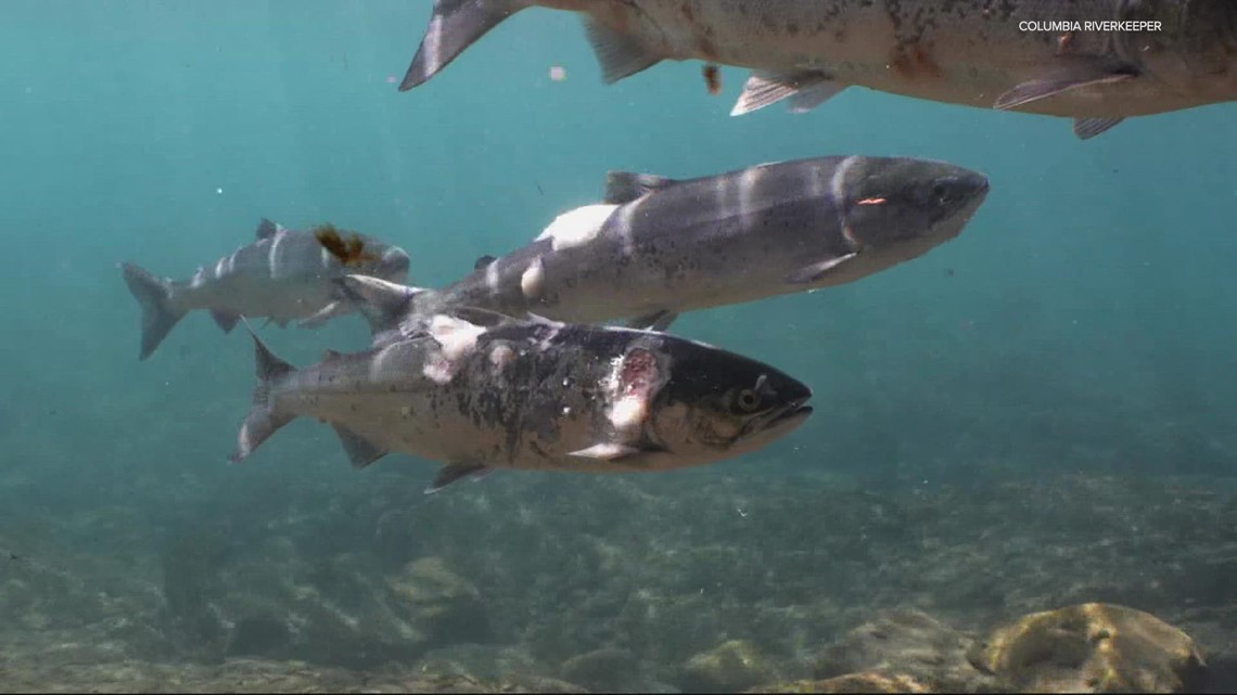 Trump admin pulls out of agreement to help restore salmon in Columbia ...