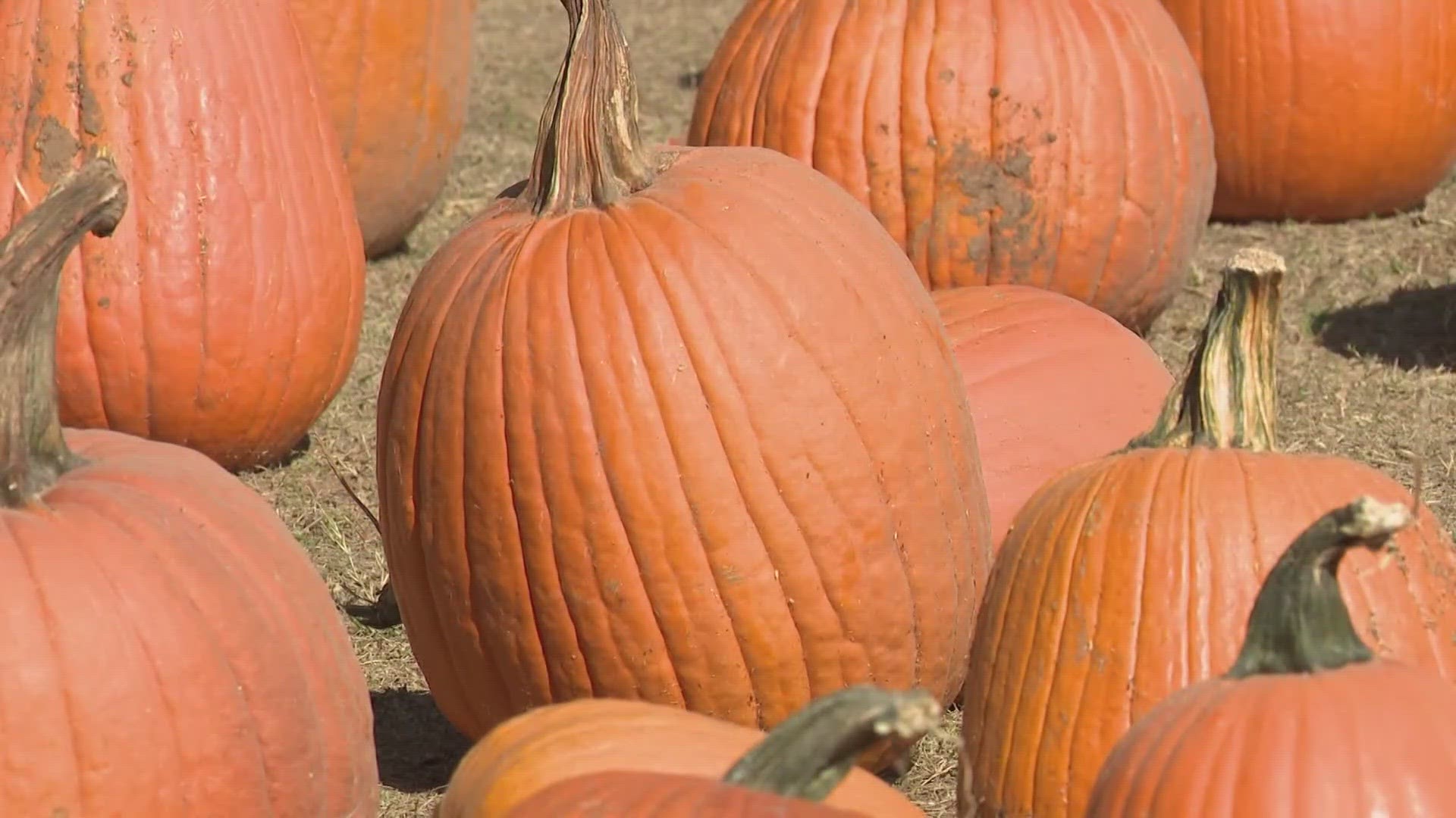 Severe weather takes a toll on pumpkin crops | ktvb.com