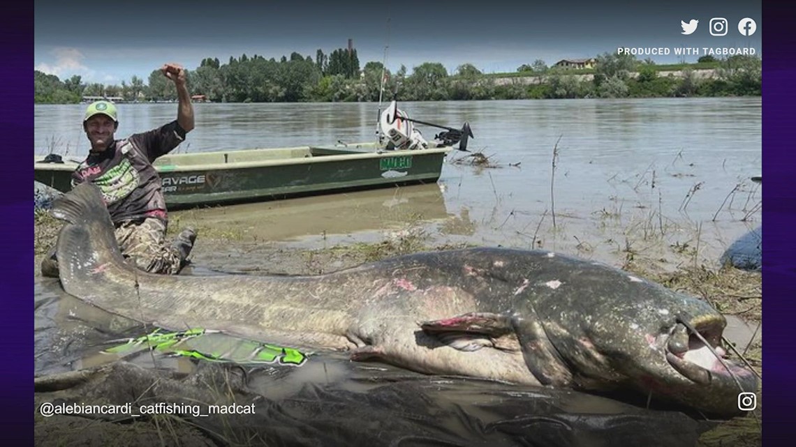 What's the record for biggest catfish? Italian man may have it. | ktvb.com