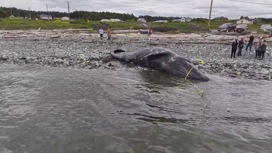 Authorities investigate carved initials on gray whale carcass in ...