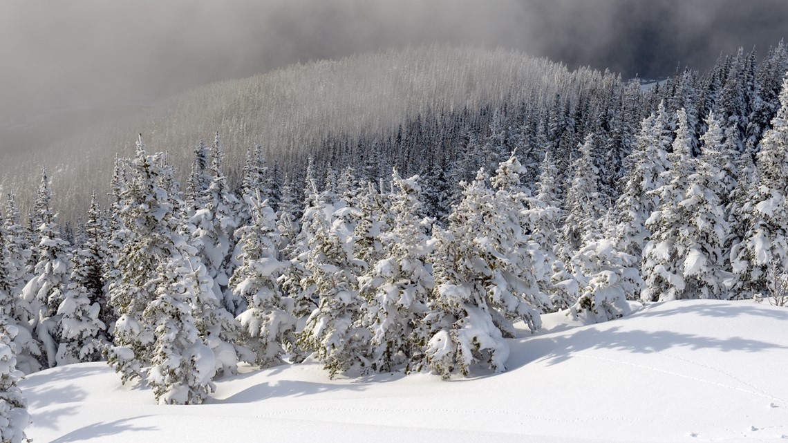 'O Christmas tree': Want to cut down your own evergreen holiday tree in ...