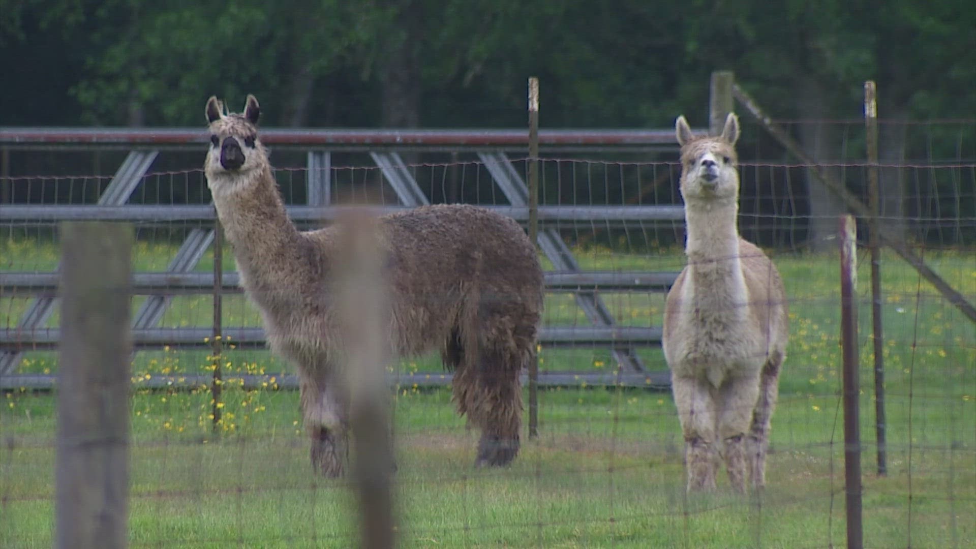 'They're gentle souls': 10 alpacas shot and killed in Clallam County ...