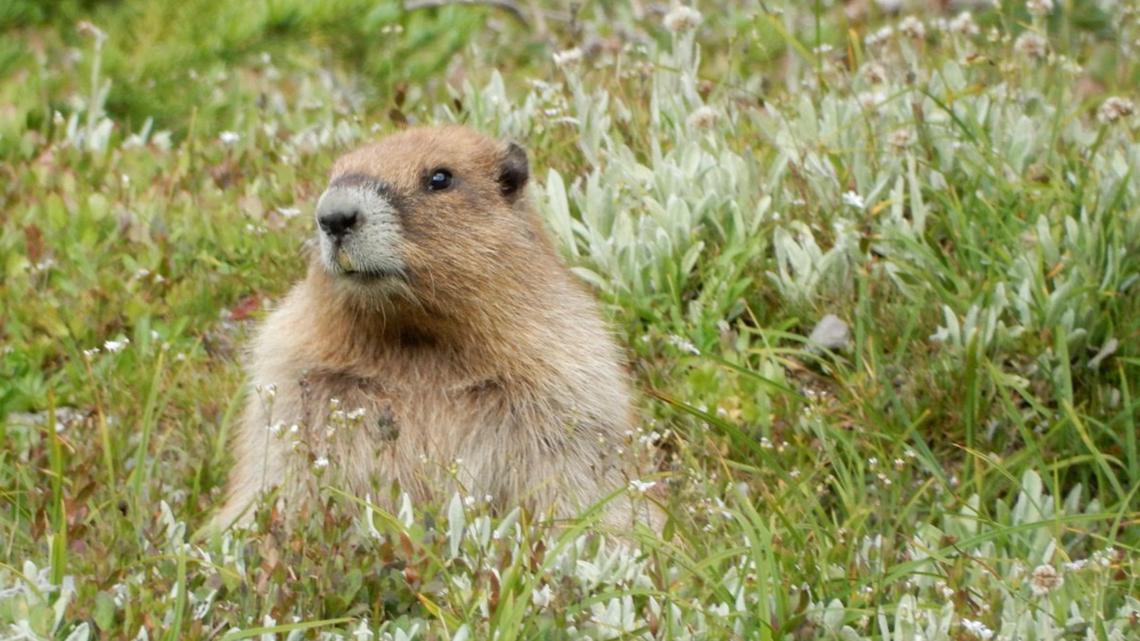 Olympic marmot under consideration for endangered species status | ktvb.com