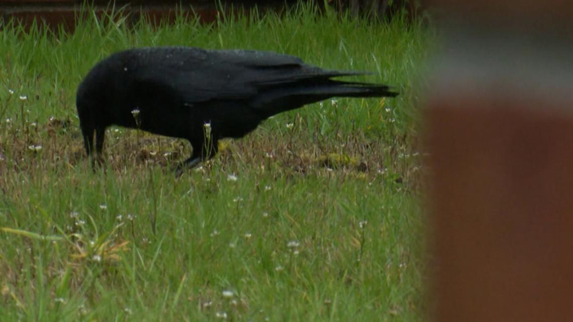 Raccoons, crows destroying lawns across western Washington | ktvb.com