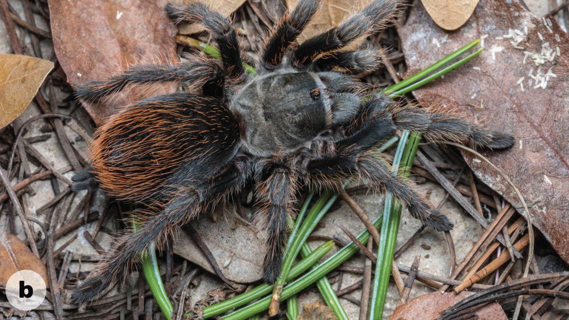 Everything you need to know about new tarantula found in Arizona | ktvb.com