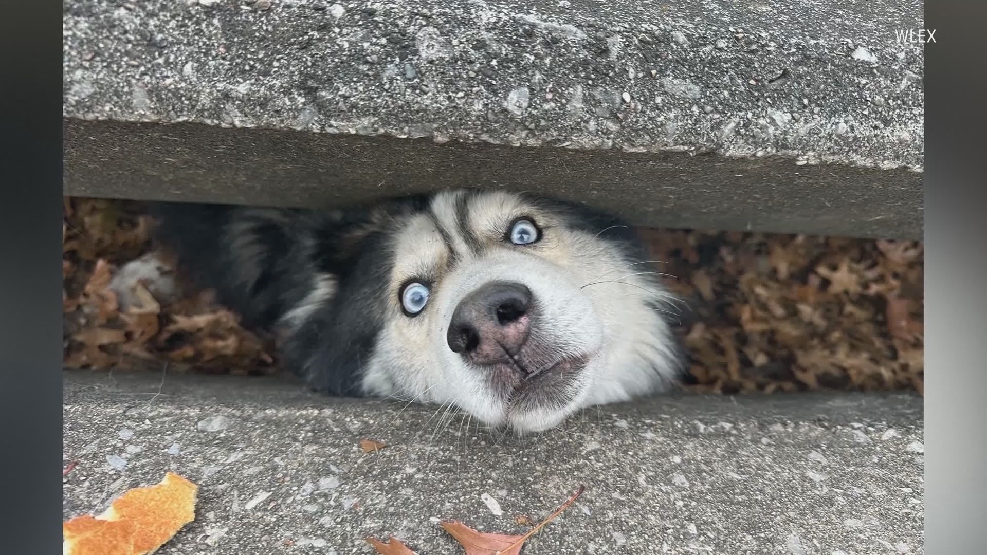 Husky stuck in Kentucky sewer drain rescued by authorities | ktvb.com