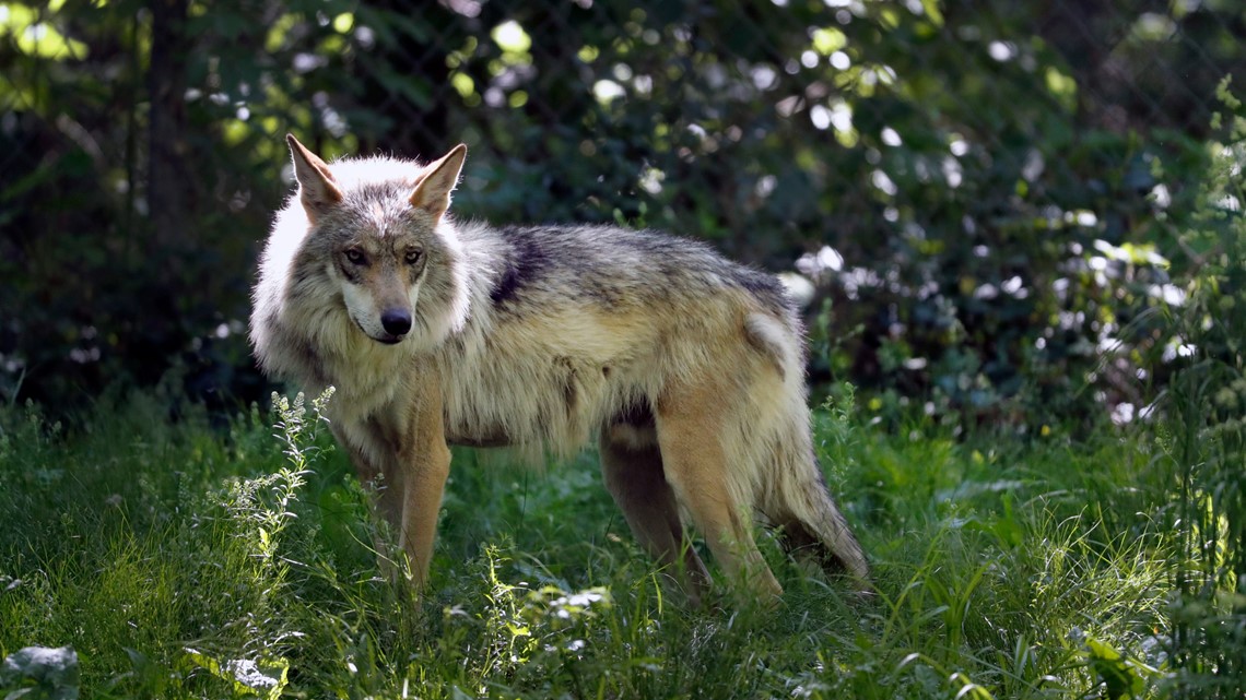 Idaho board gets $400,000 to kill problem wolves | ktvb.com