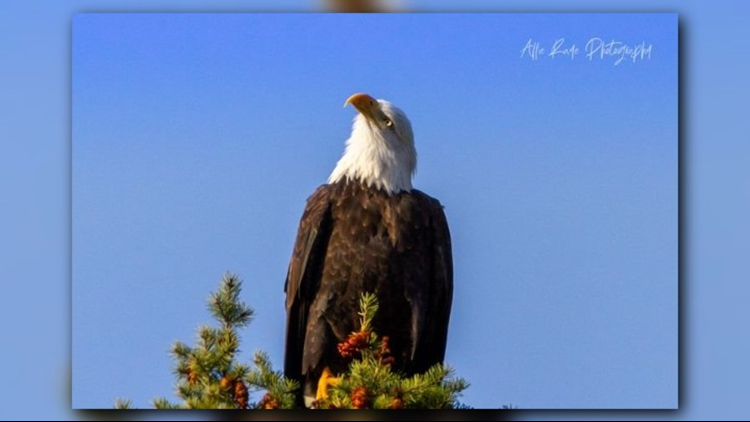 When and where you can see bald eagles at Lake Coeur d'Alene | ktvb.com