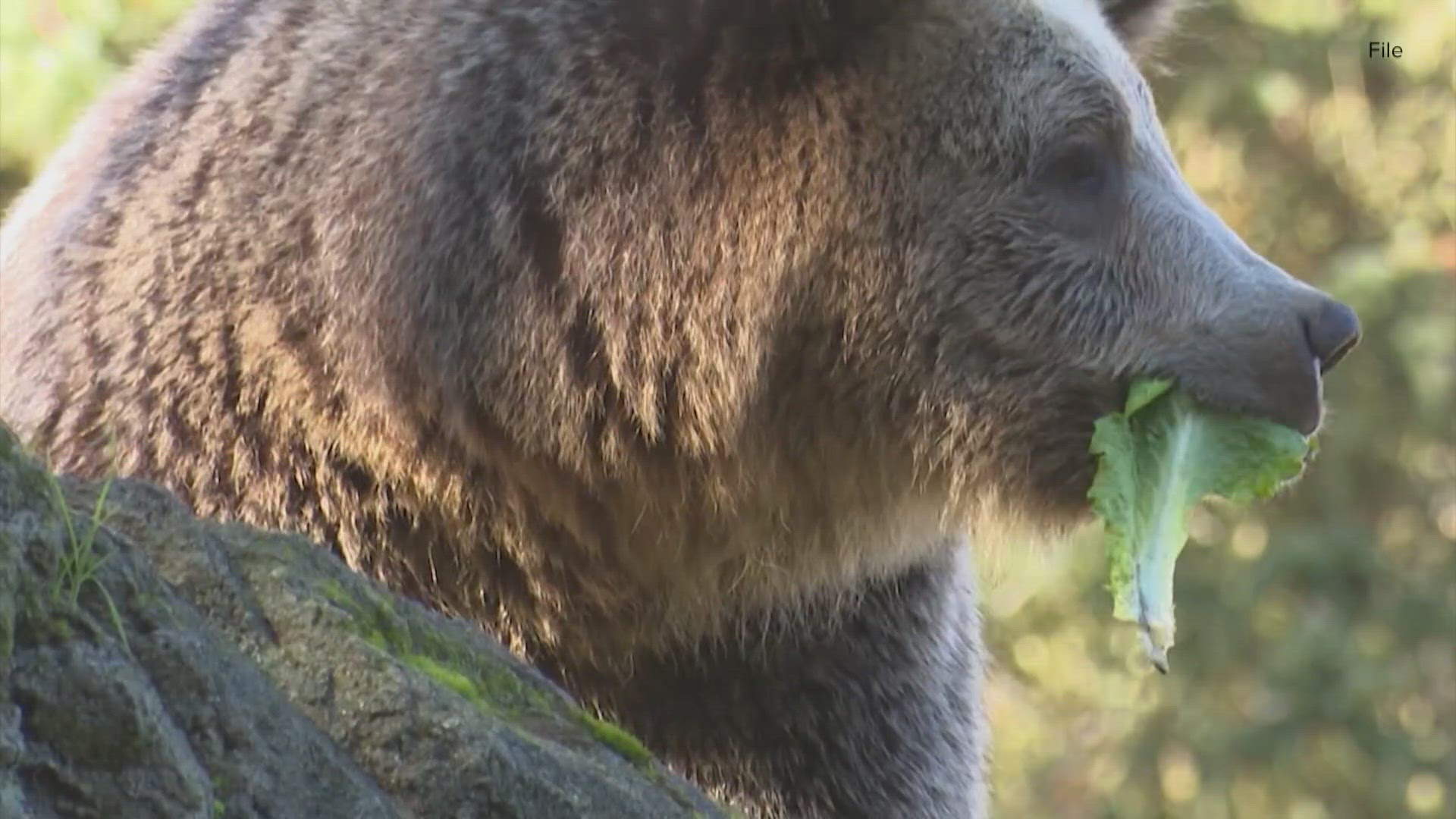 IDFG shares bear safety tips for campers, hikers in North Idaho | ktvb.com