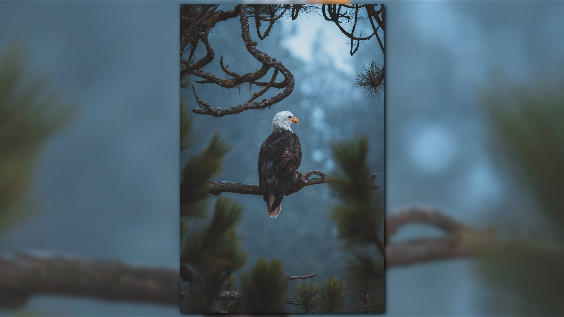 When and where you can see bald eagles at Lake Coeur d'Alene | ktvb.com