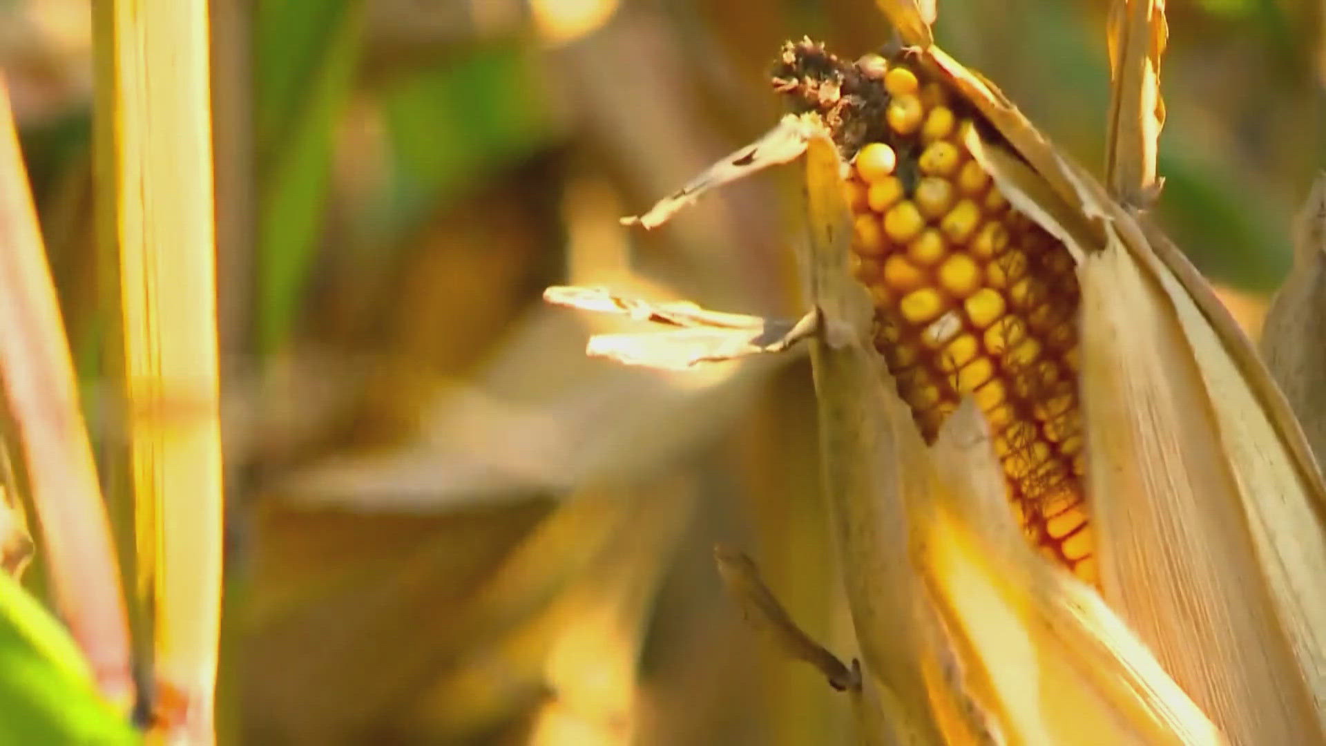Regional News | Boise, Idaho | ktvb.com