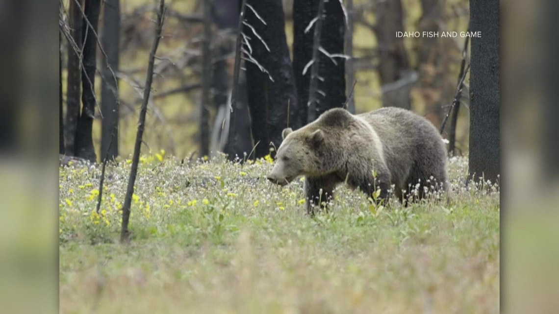 Idaho hunter mistakenly kills grizzly bear, facing $10,000 fine and ...