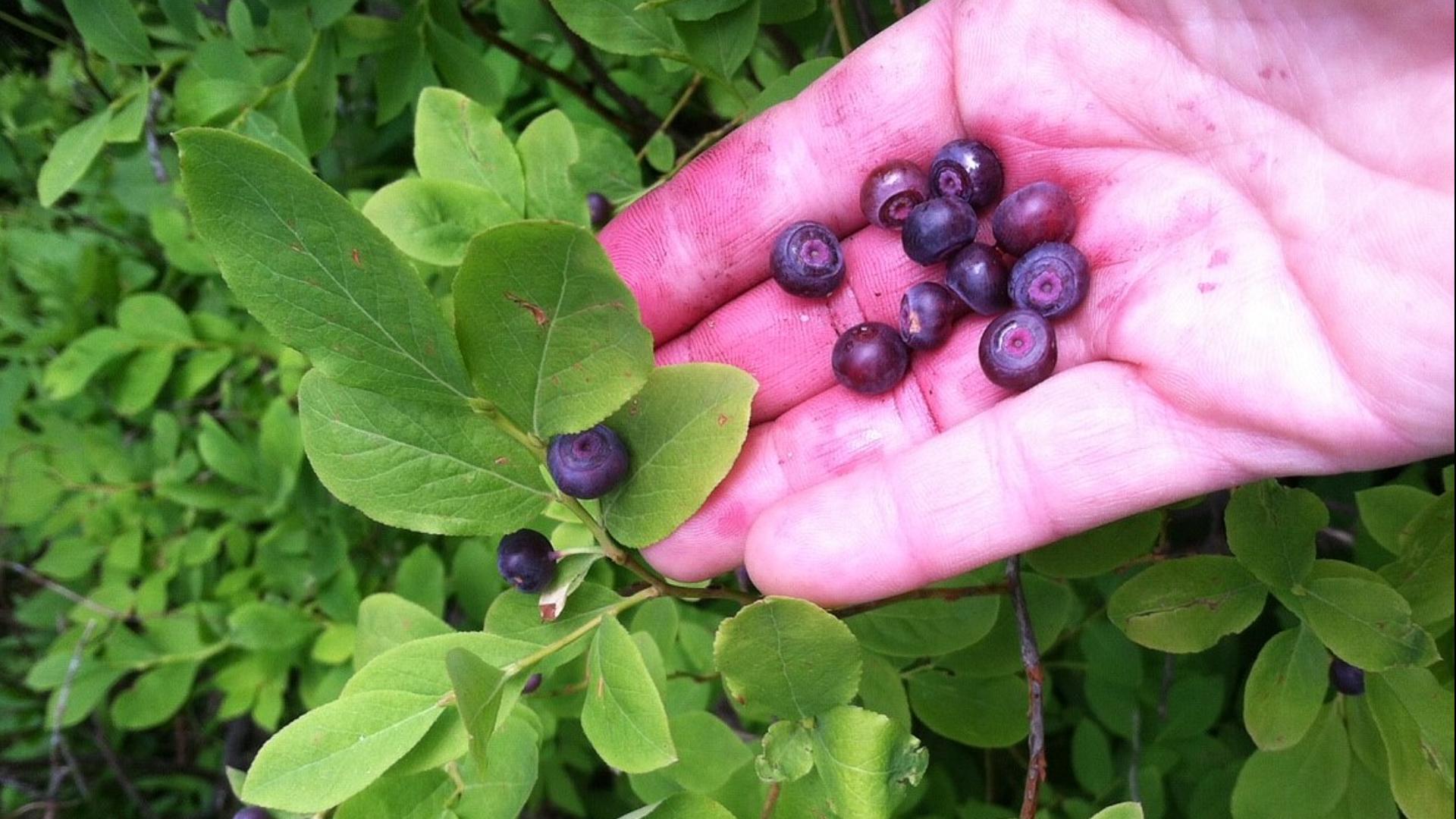 Idaho huckleberry season | ktvb.com