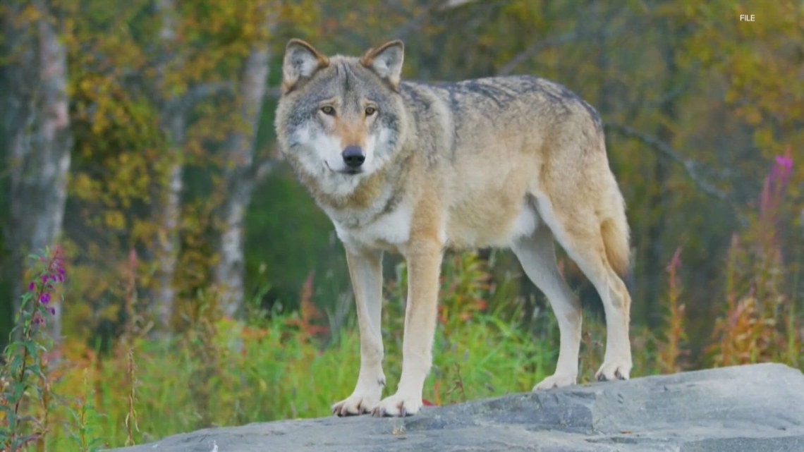Idaho wolves to remain under state control, pending federal review ...