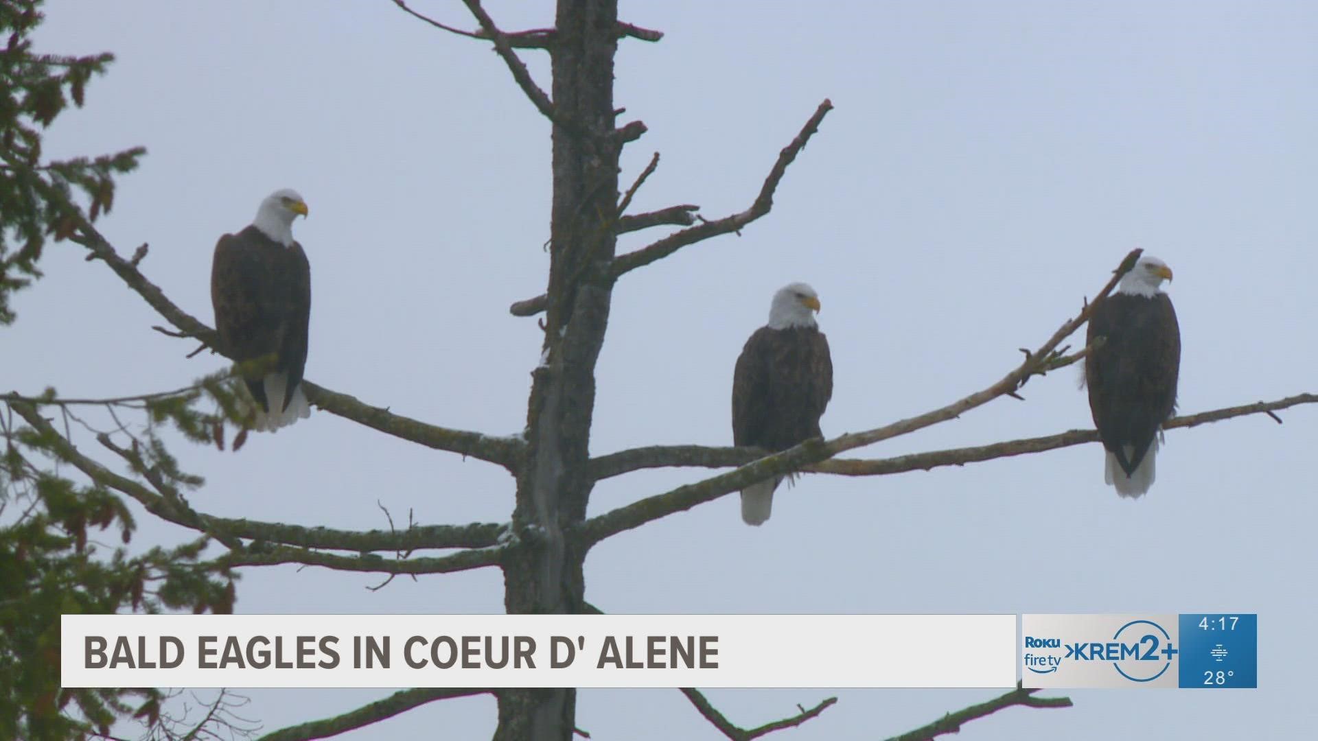 Young kids gather to get a glimpse of bald eagles in North Idaho | ktvb.com