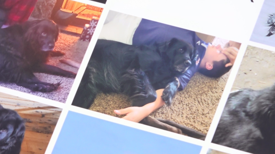 CDA Animal Control investigating dog kennel after dog's death | ktvb.com