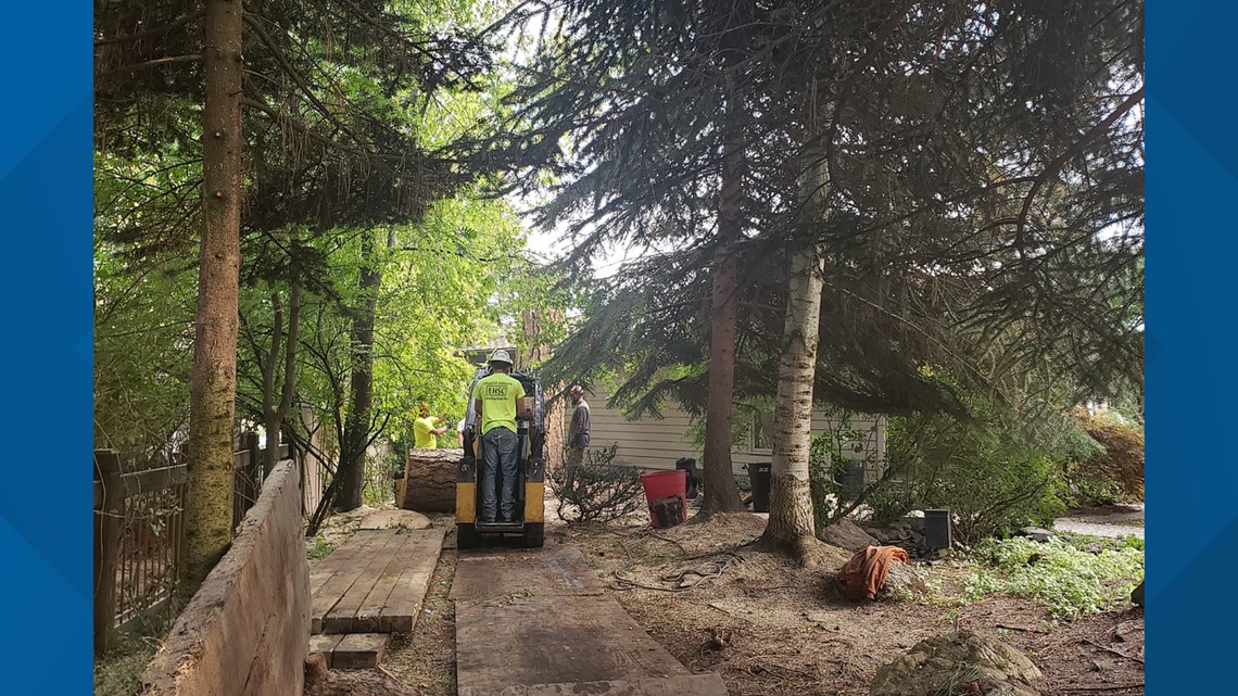 North Idaho tree with a bald eagle's nest removed | ktvb.com