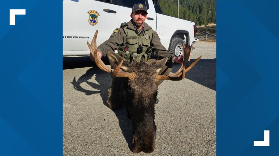 Man pleads guilty to poaching bull moose in Kootenai County | ktvb.com