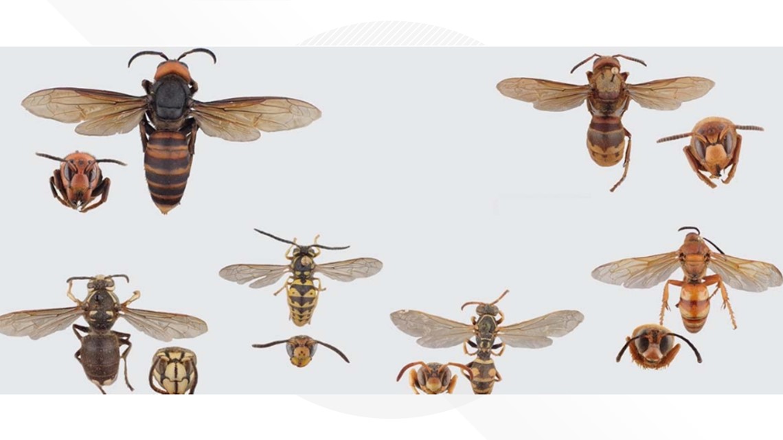 U of I entomologists help differentiate between bugs | ktvb.com