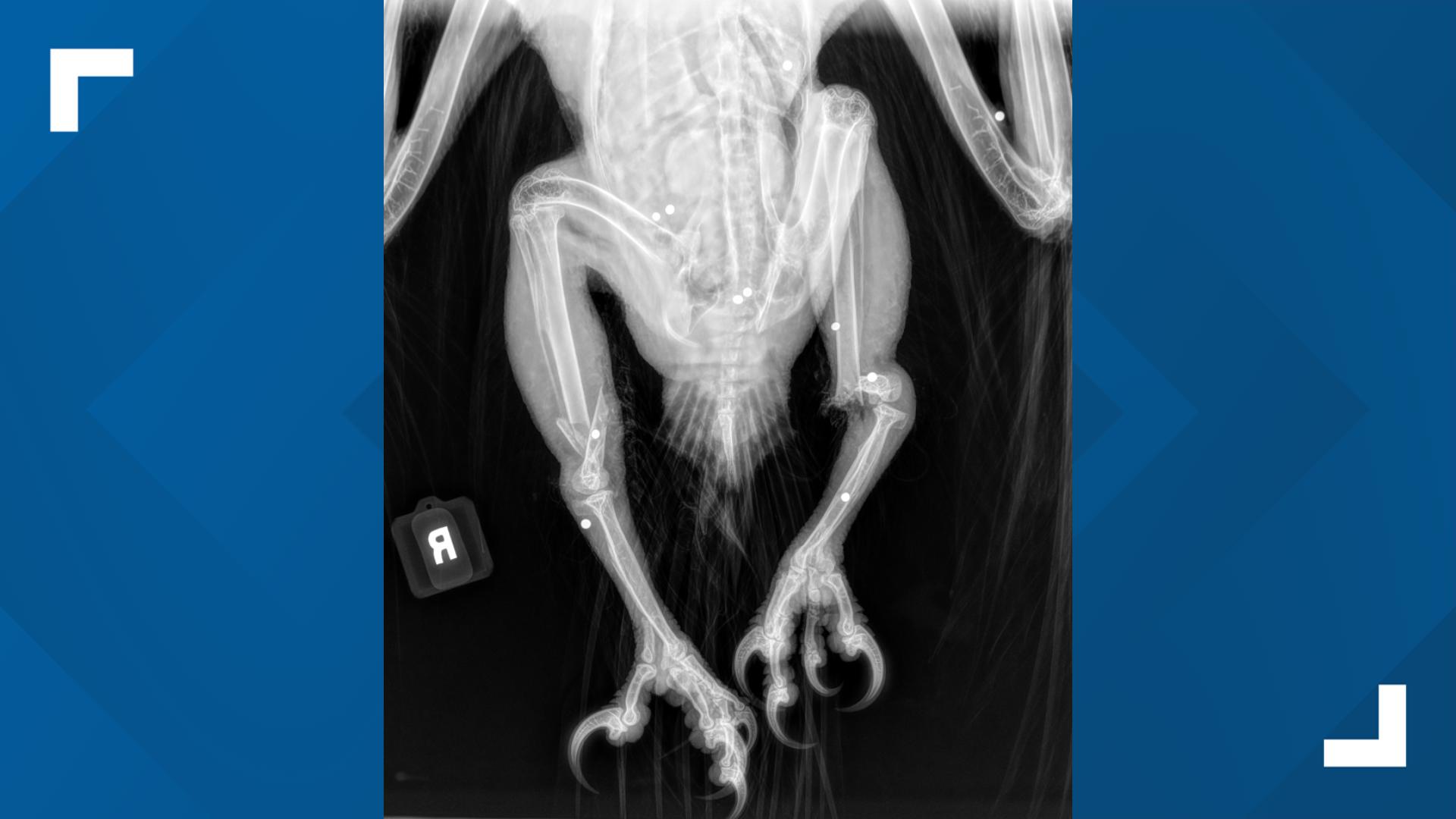 Bald eagle killed near Sandpoint, IDFG seeking information | ktvb.com