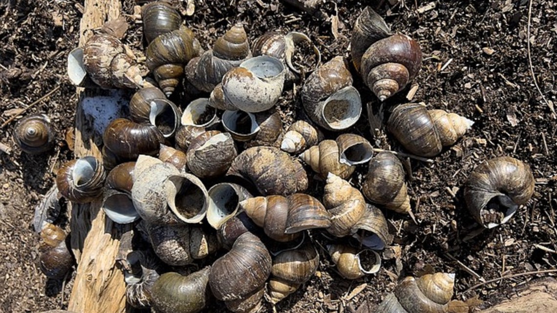Falls Park closes for the season due to snails infestation | ktvb.com