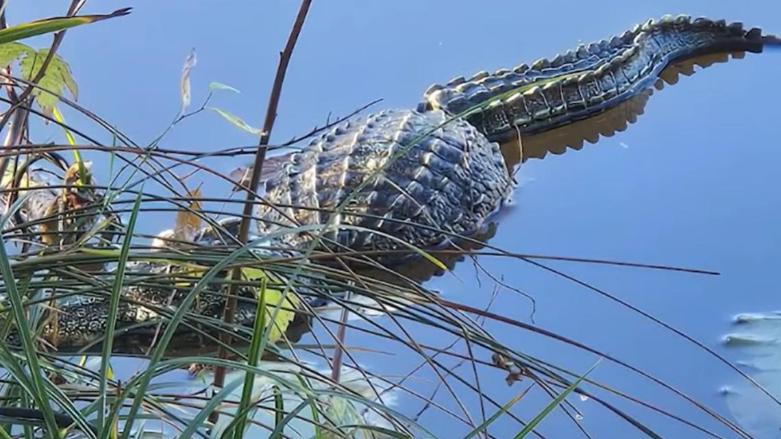 Fake alligator found in Cowlitz County, WDFW officer helps remove it ...