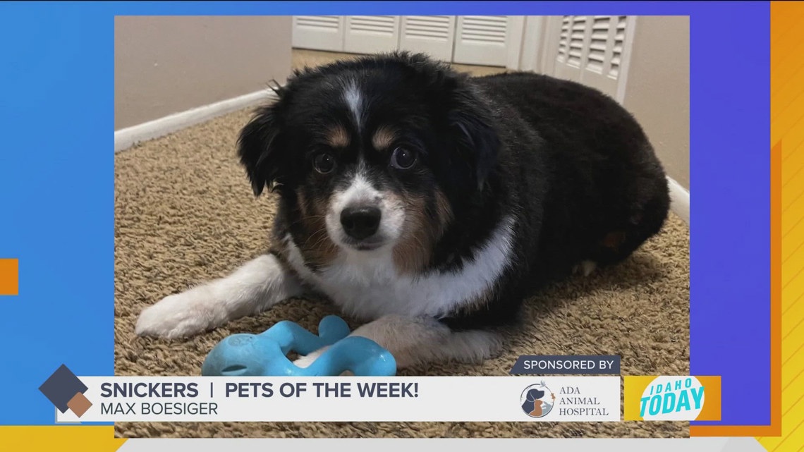 Pet Pics: Snickers snags the prize | ktvb.com