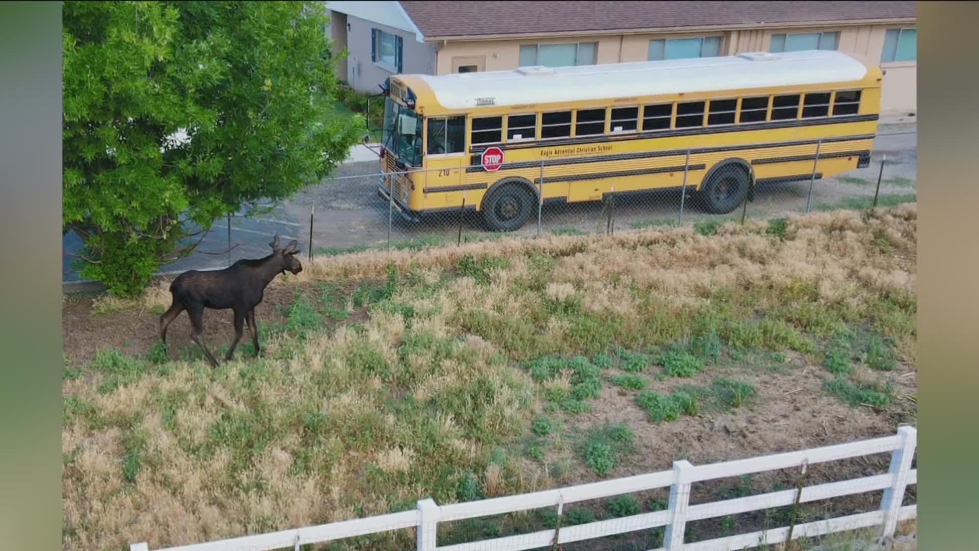 Moose spotted in Eagle neighborhood | ktvb.com