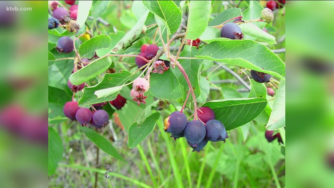 You Can Grow It: Landscaping with edible plants | ktvb.com