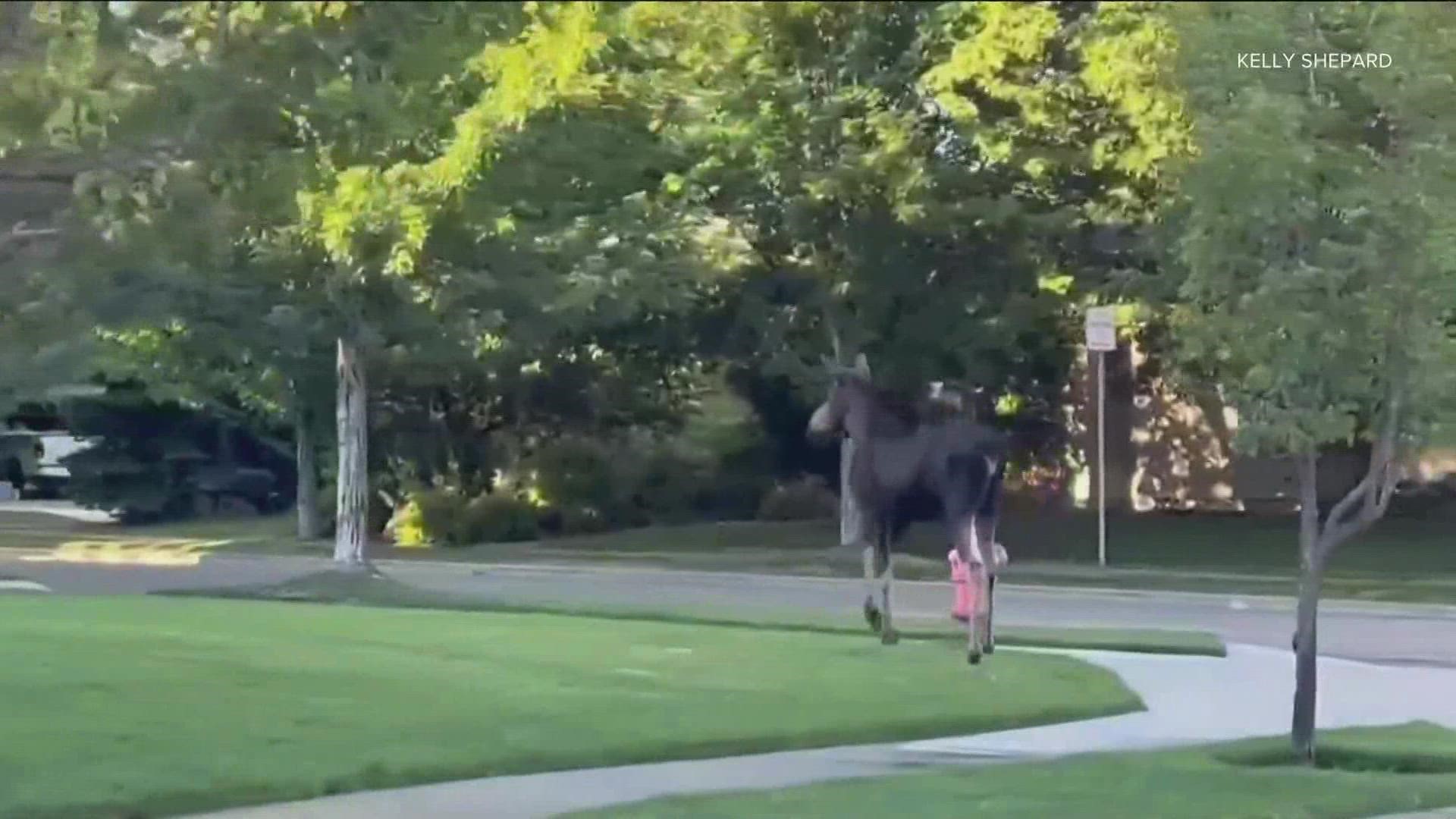 Boise weather plus a moose loose in a neighborhood | ktvb.com