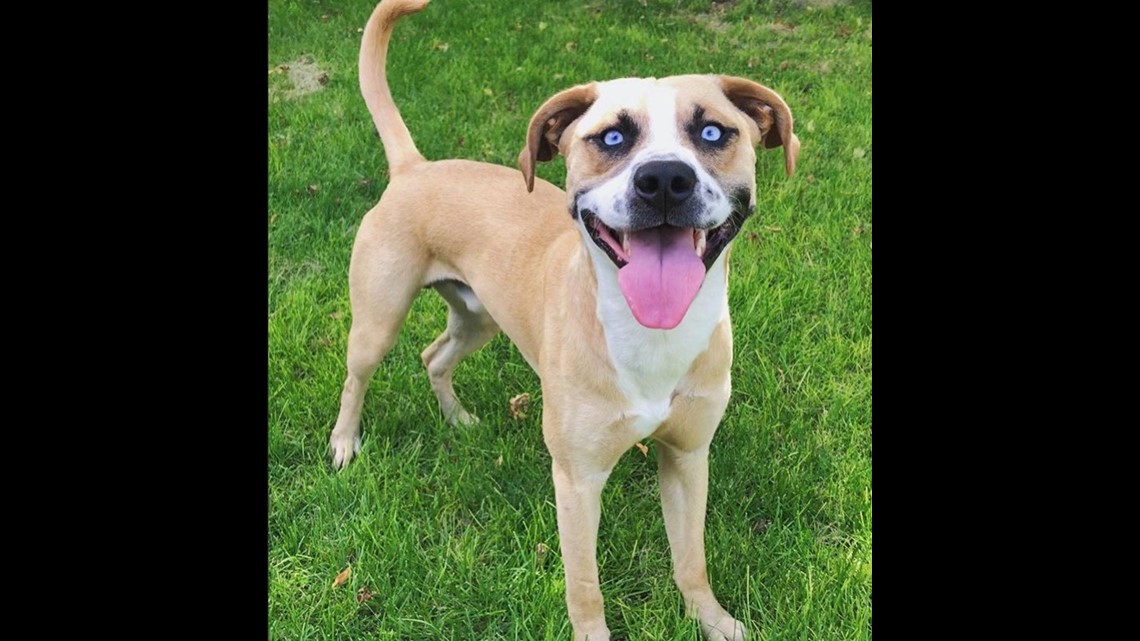PHOTOS: Lots of dogs, puppies in Boise need forever homes | ktvb.com
